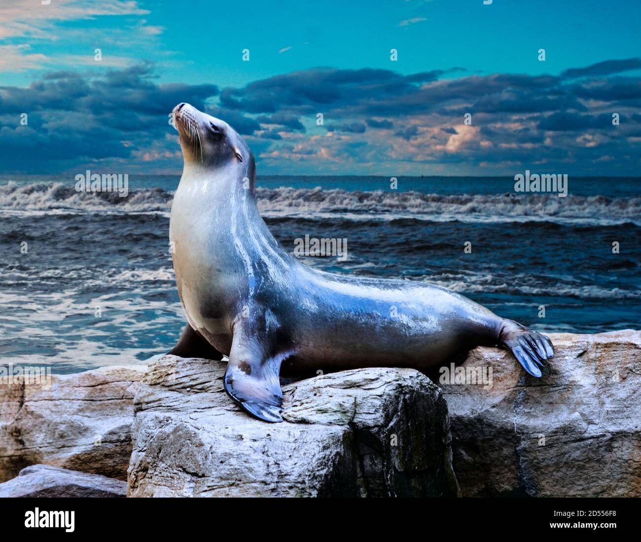 Seal. sea lion posing on a rock in the reefs Stock Photo - Alamy
