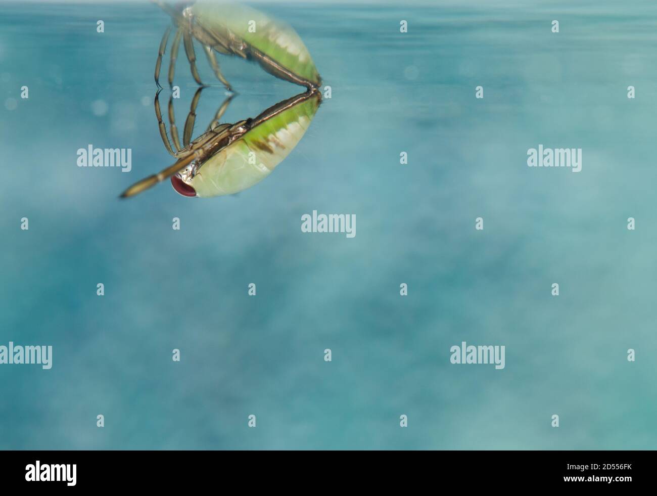 Common backswimmer (Notonecta glauca Stock Photo - Alamy