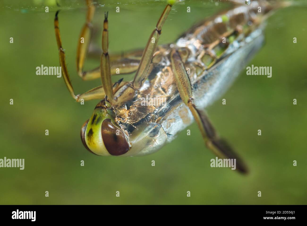Common backswimmer (Notonecta glauca Stock Photo - Alamy