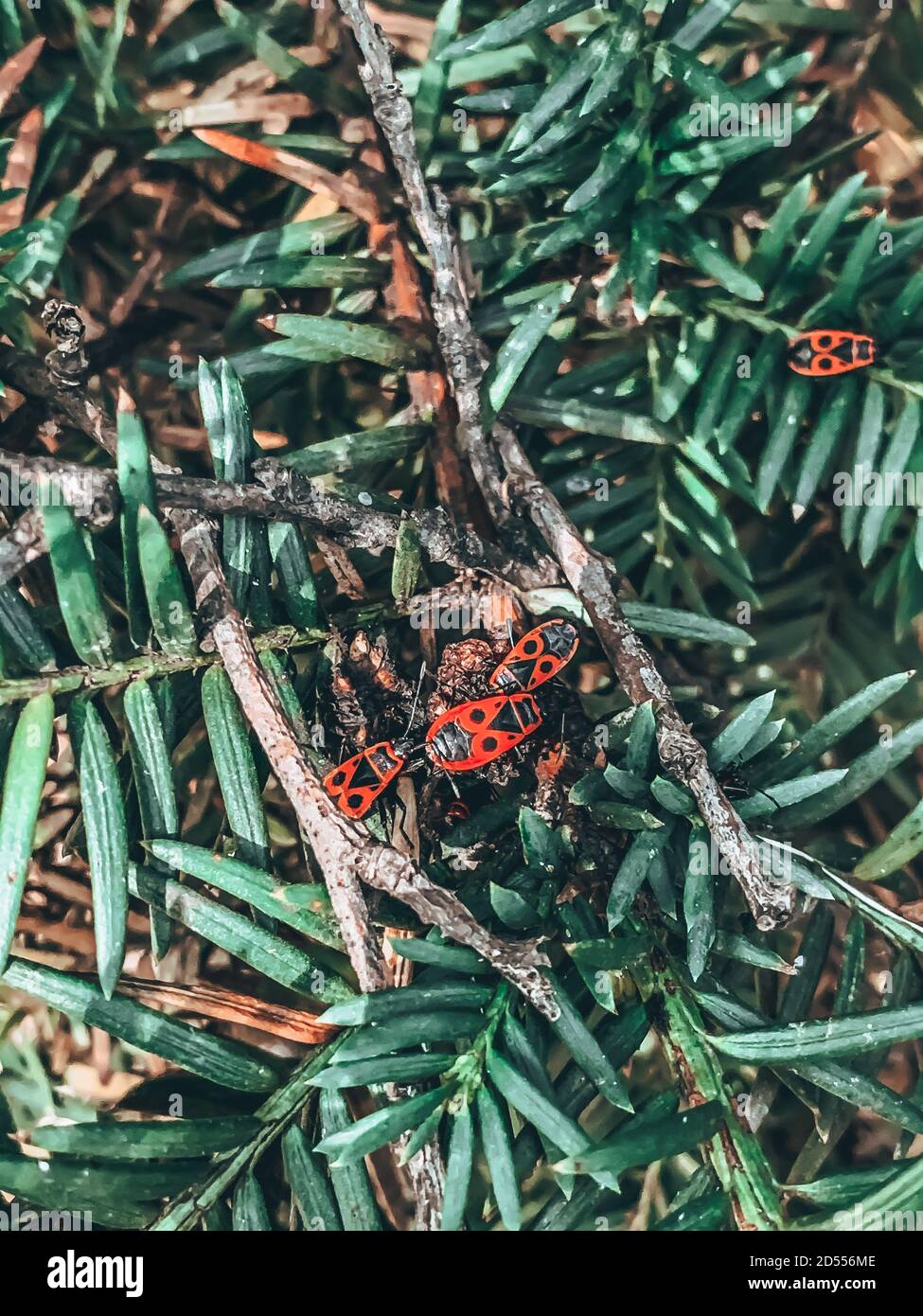 Top view of red and black beetles among the greenery Stock Photo - Alamy