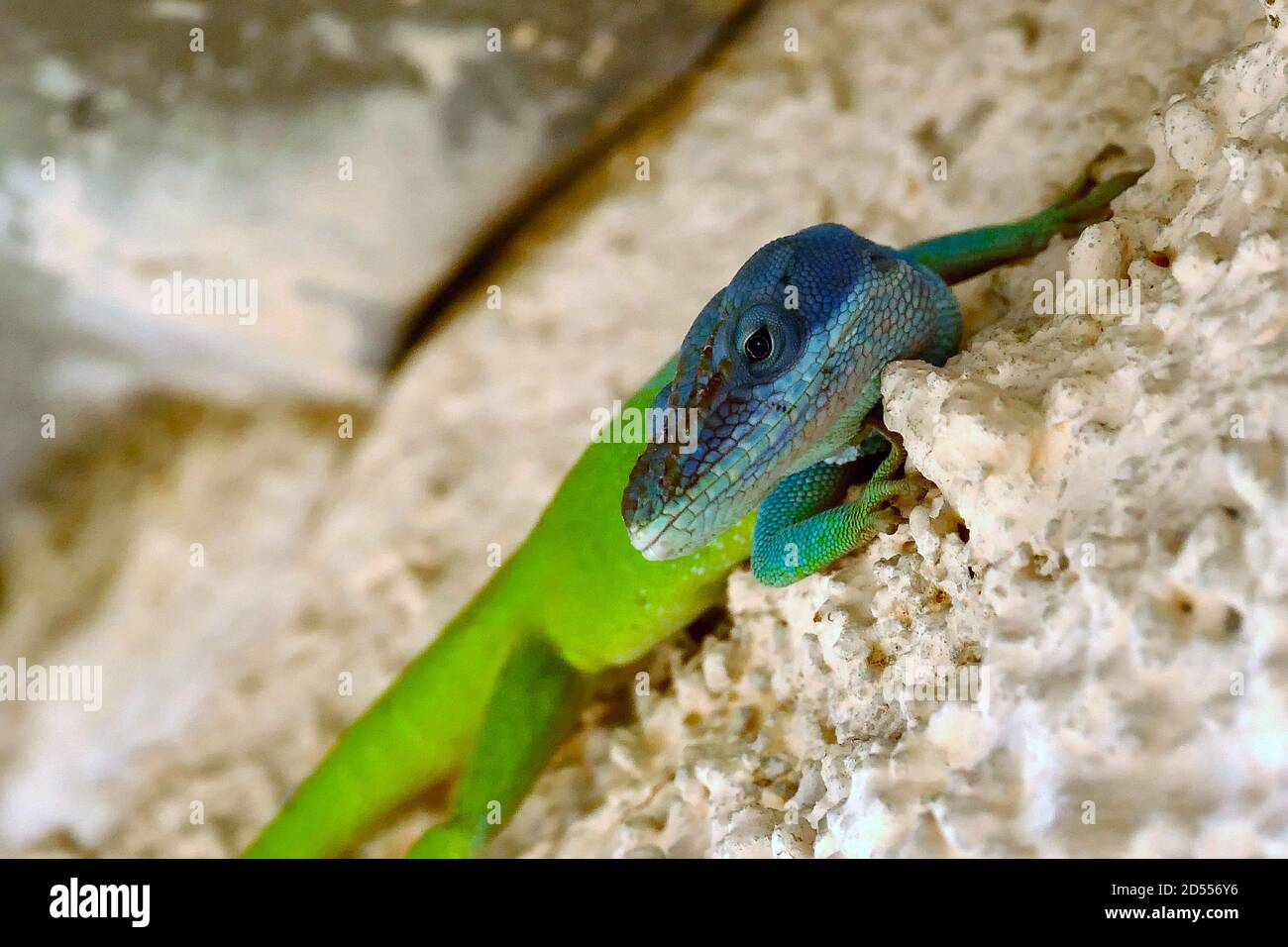 Blue headed anole anolis allisoni hi-res stock photography and images ...