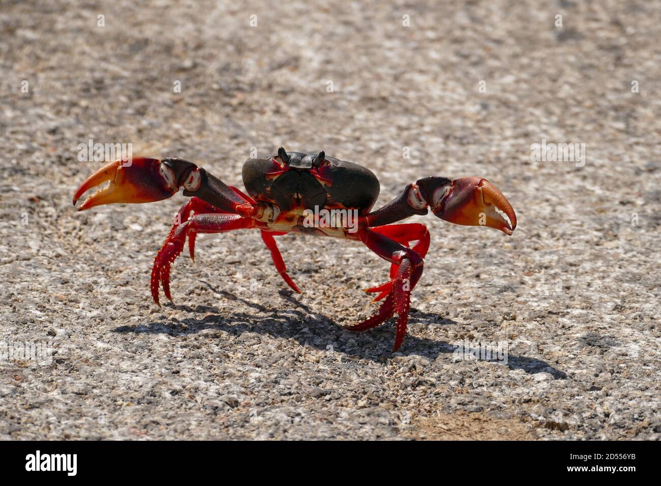 Black and Red Crab Walking on the Giron Beach Stock Photo - Alamy