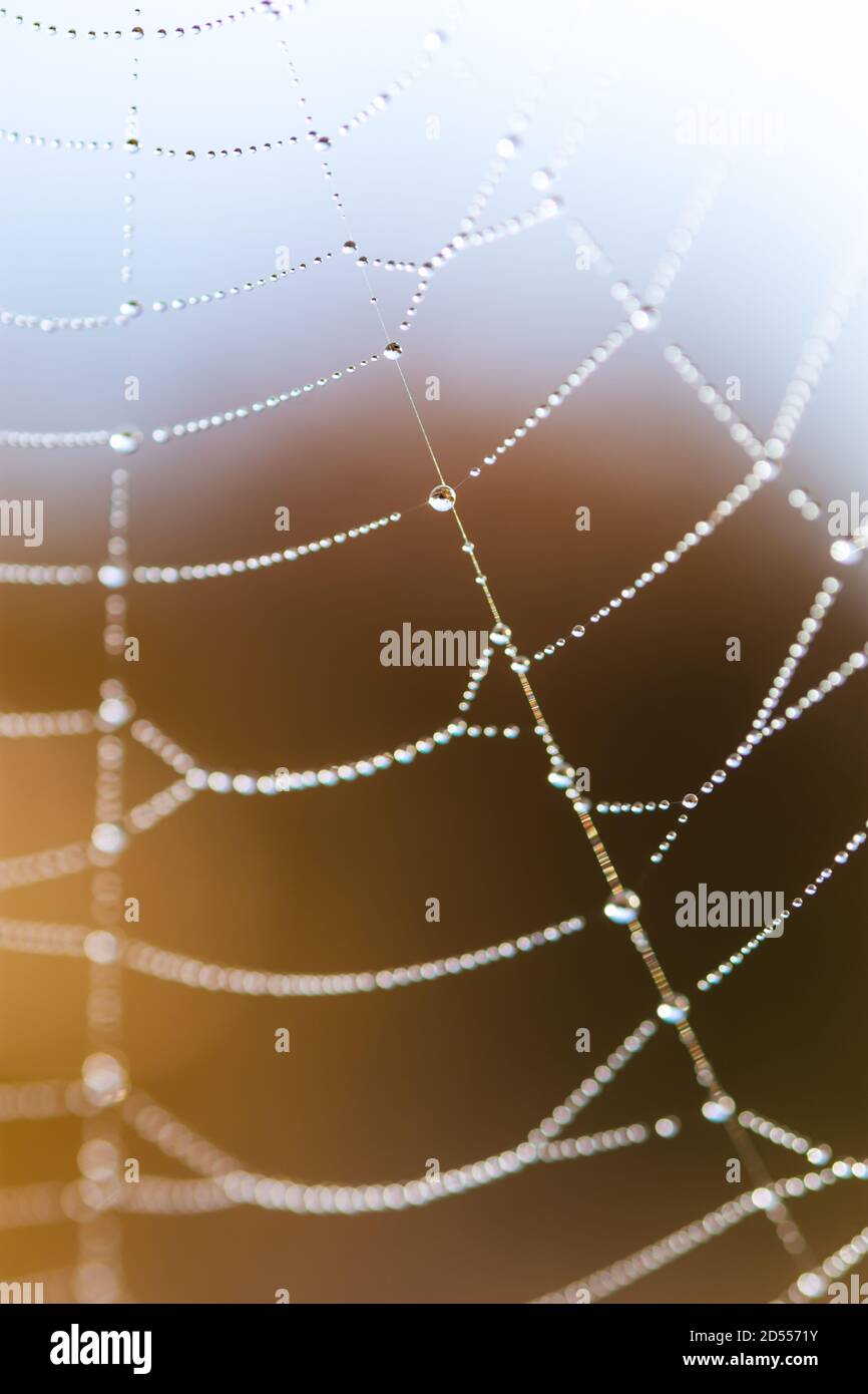 Background of the threads of a spider web with dew drops. Web macro ...