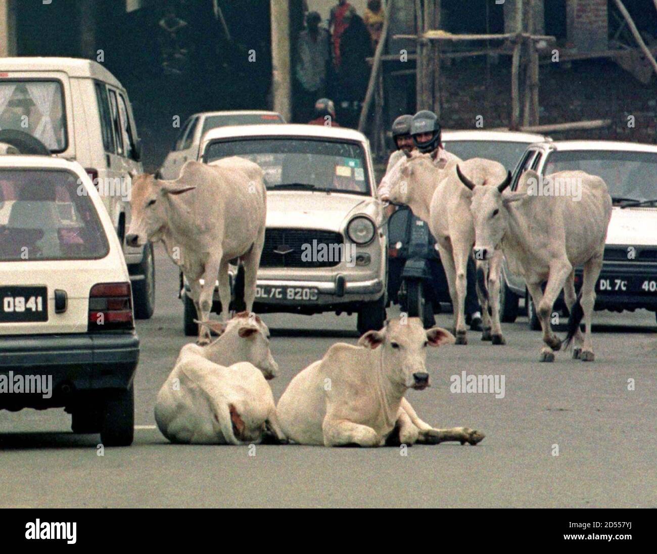 Million cows hi-res stock photography and images - Alamy