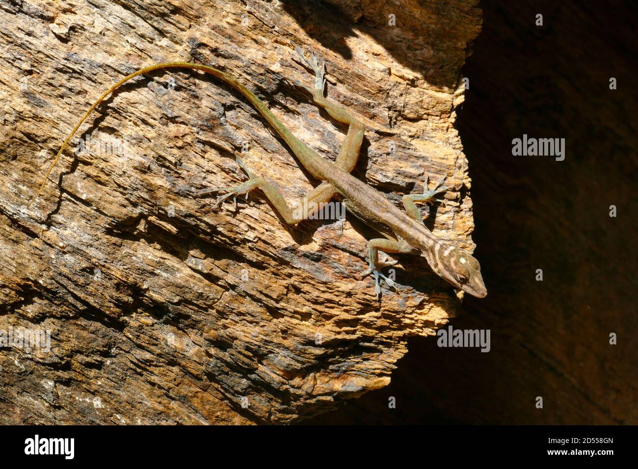 Lizard with a Long Tail Mimicking the Rock Stock Photo - Alamy