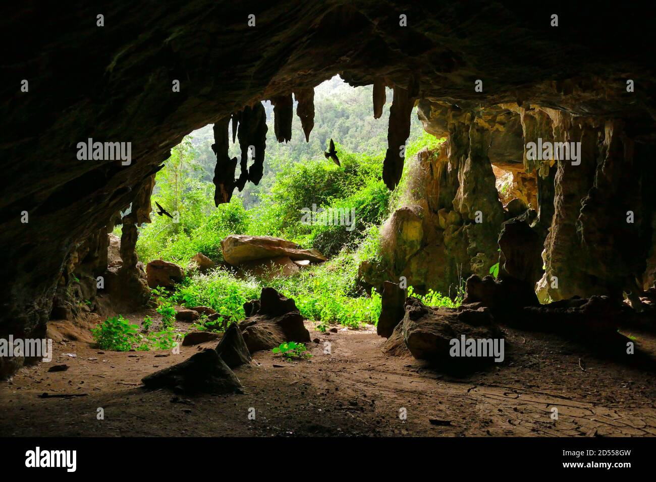 Birds Flying near the Cave Stock Photo - Alamy