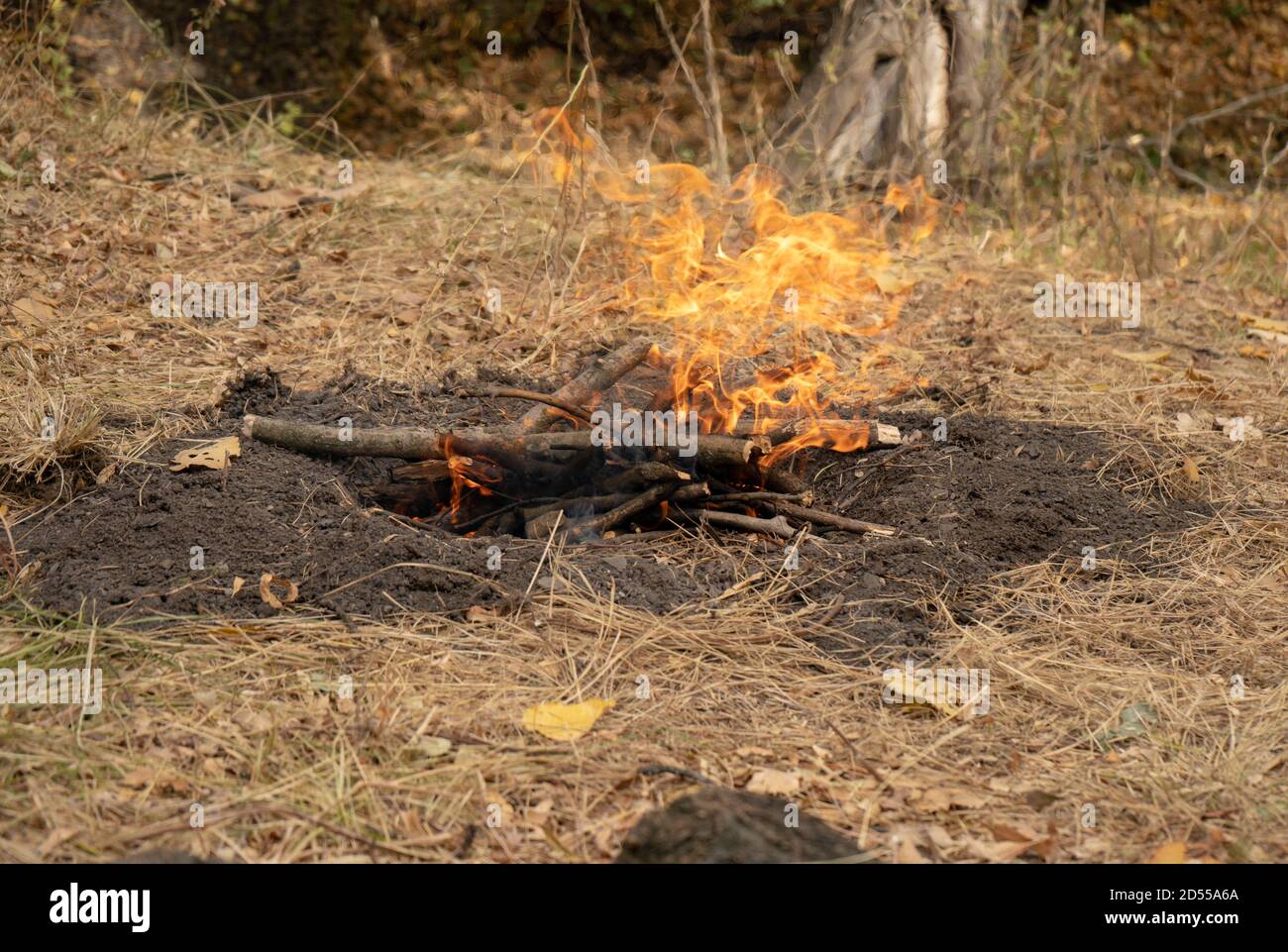 Man putting wooden sticks into fire. Bonfire in the forest. Campfire in ...