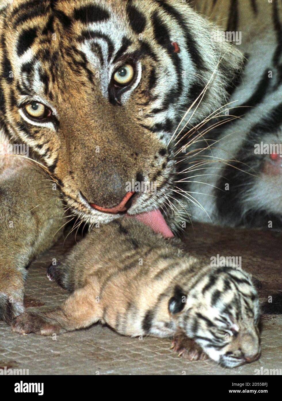 Tigeress cub hi-res stock photography and images - Alamy