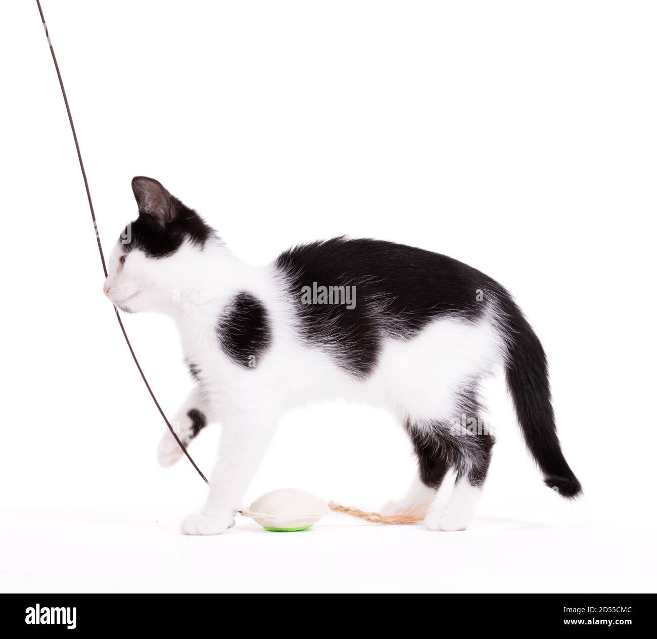 Kid chasing cat hi-res stock photography and images - Alamy