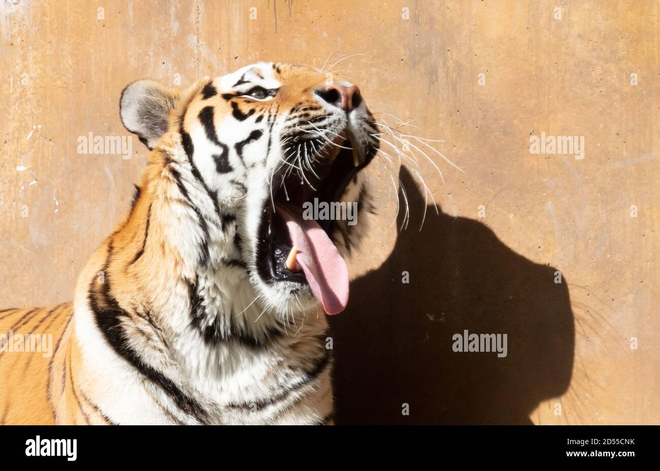 Bengal tiger eyes in focus hi-res stock photography and images - Alamy