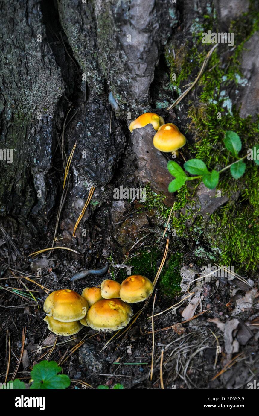 A group of orange mushrooms growing on an old fallen tree trunk ...