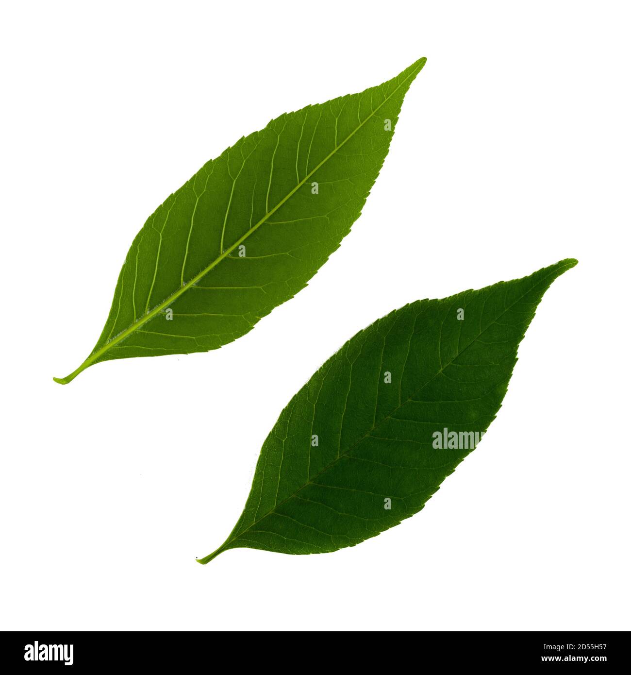 two leaves of common ash isolated on white background Stock Photo - Alamy