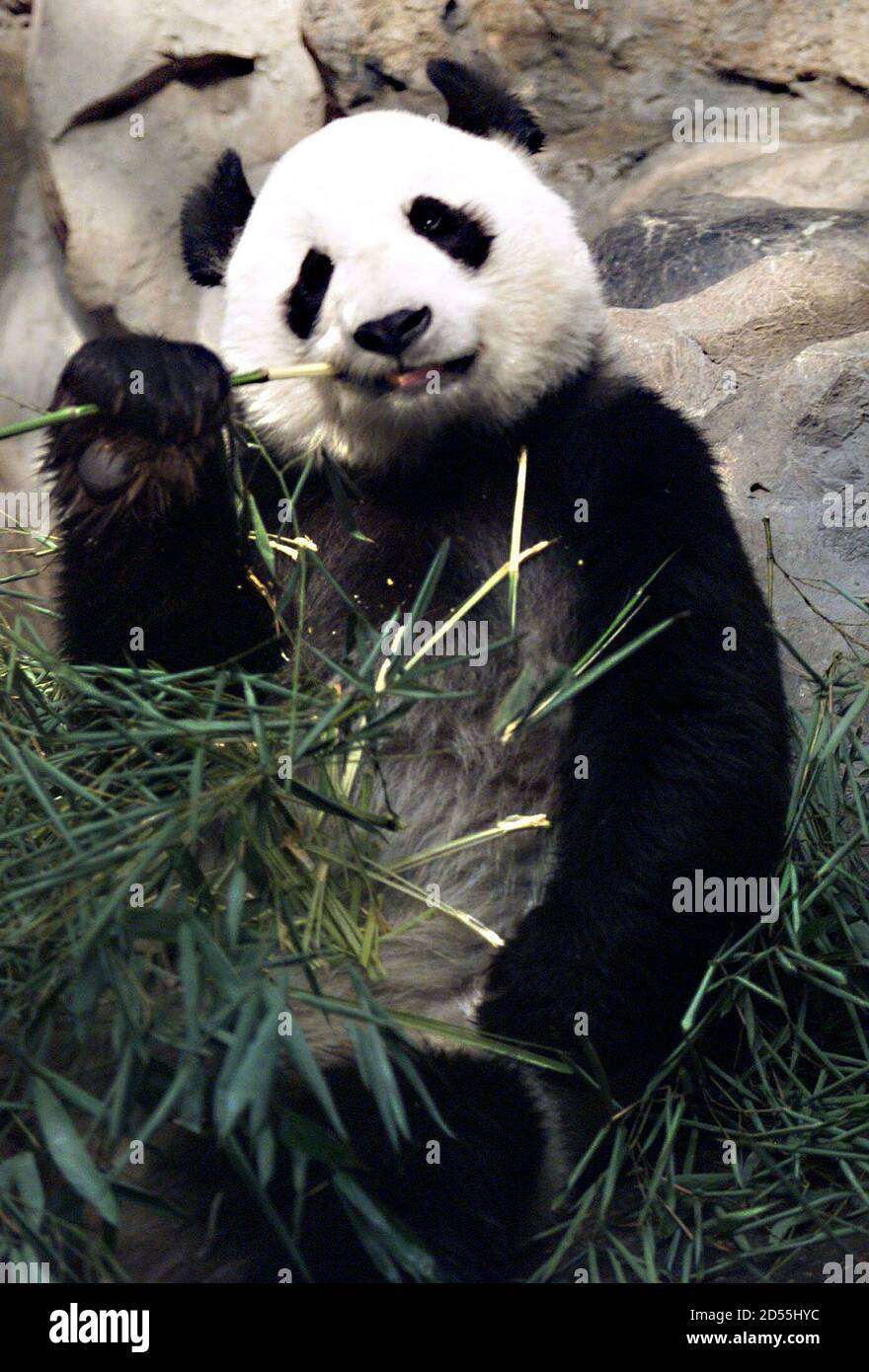 Death of the shoots hi-res stock photography and images - Alamy