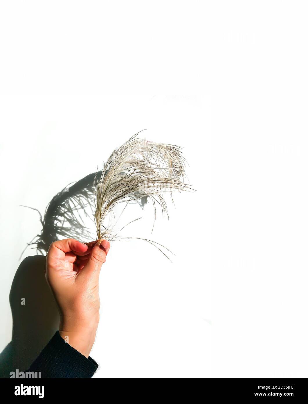Ostrich bird feather in a hand shadows on white background Stock Photo ...