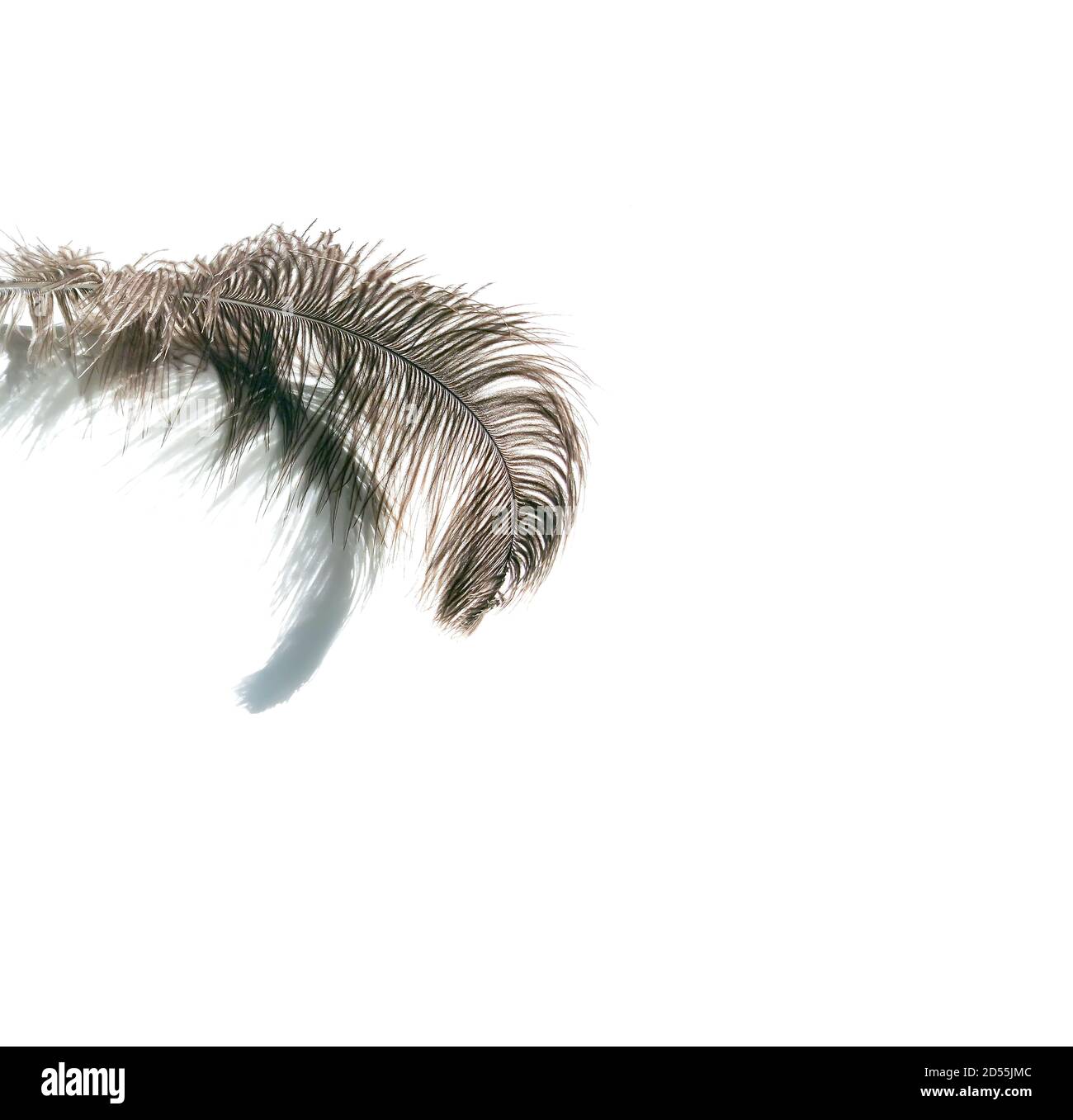 Ostrich bird feather shadows on white background Stock Photo - Alamy