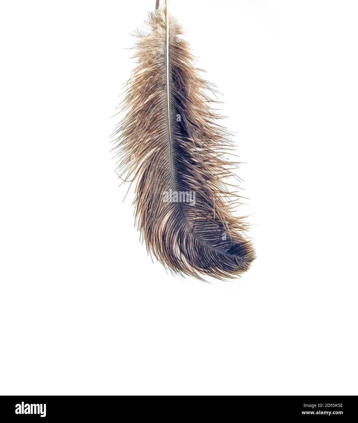 Ostrich bird feather shadows on white background Stock Photo - Alamy