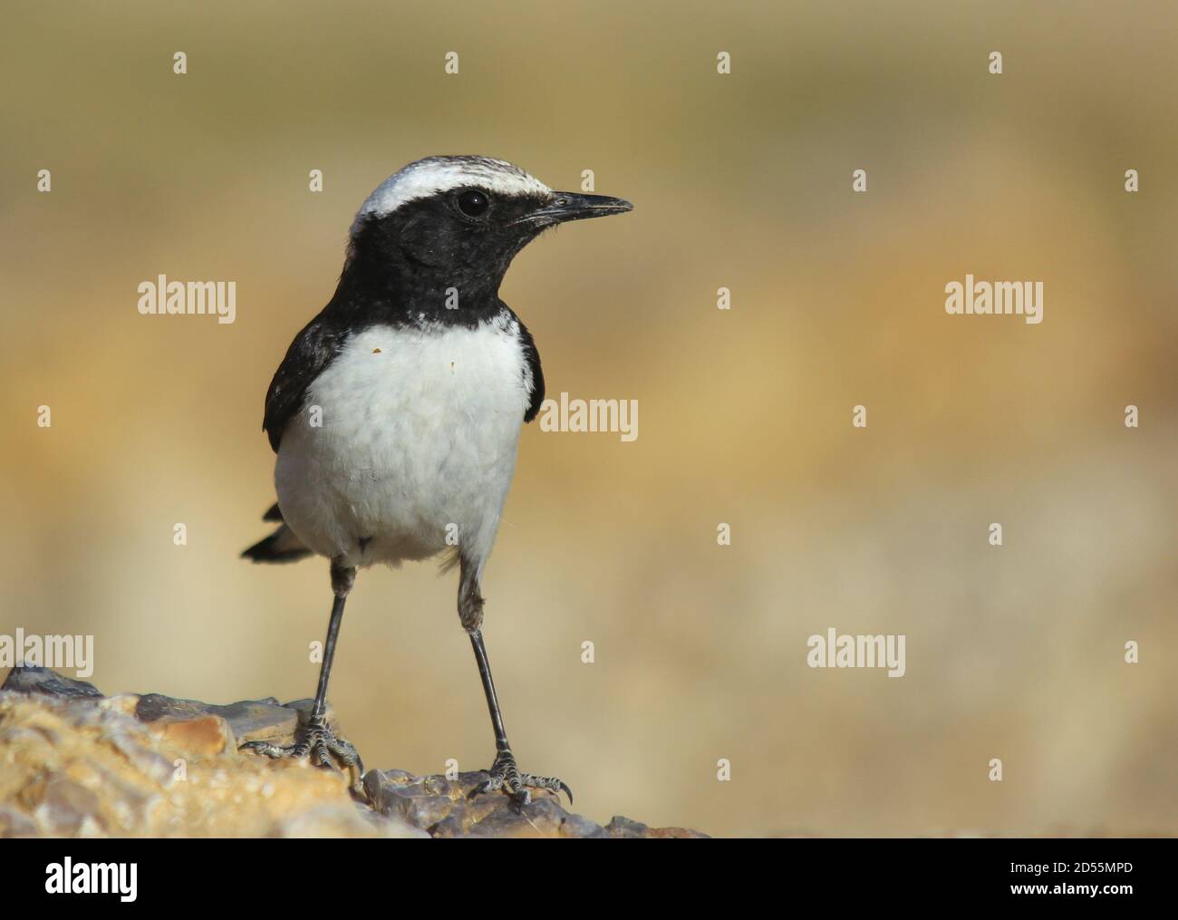 Baby Wheatear High Resolution Stock Photography and Images - Alamy