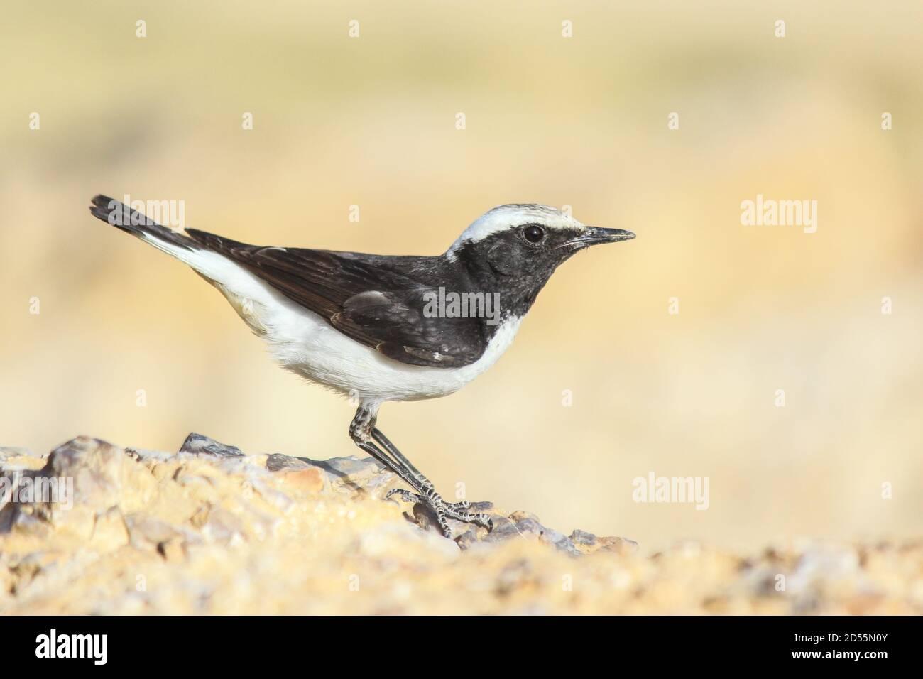 Mourning wheatear hi-res stock photography and images - Alamy