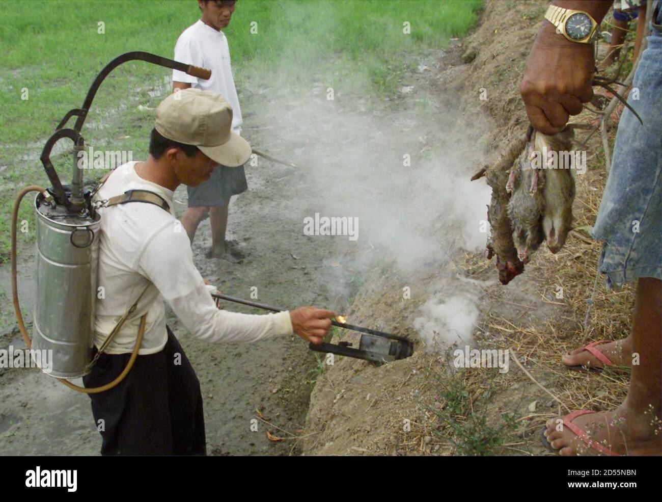 Rat control hi-res stock photography and images - Alamy