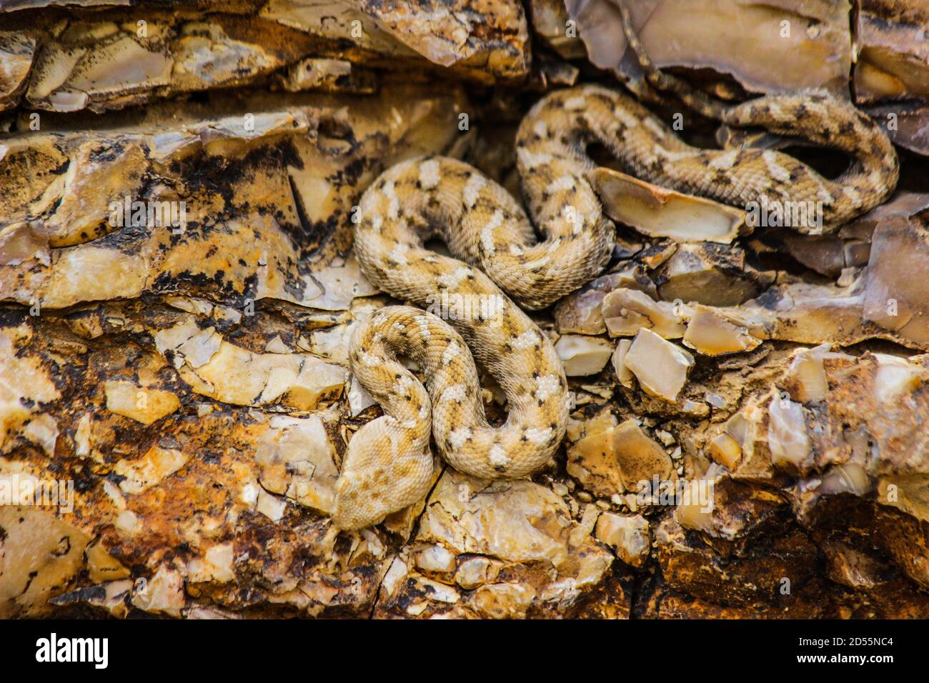 Snake (Echis coloratus)writhing on the rocks, camouflaging with the ...
