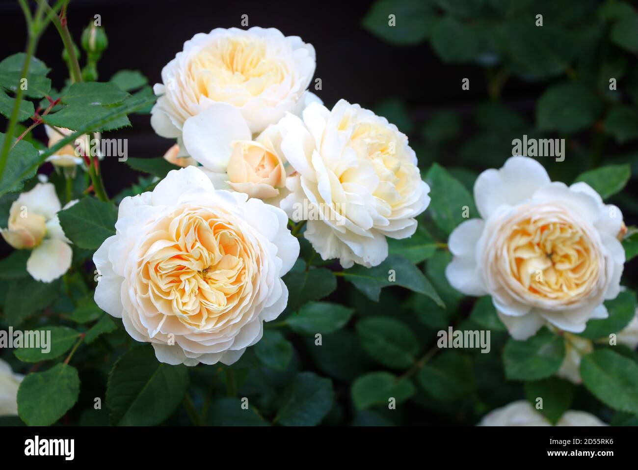 Summer white rose hi-res stock photography and images - Alamy