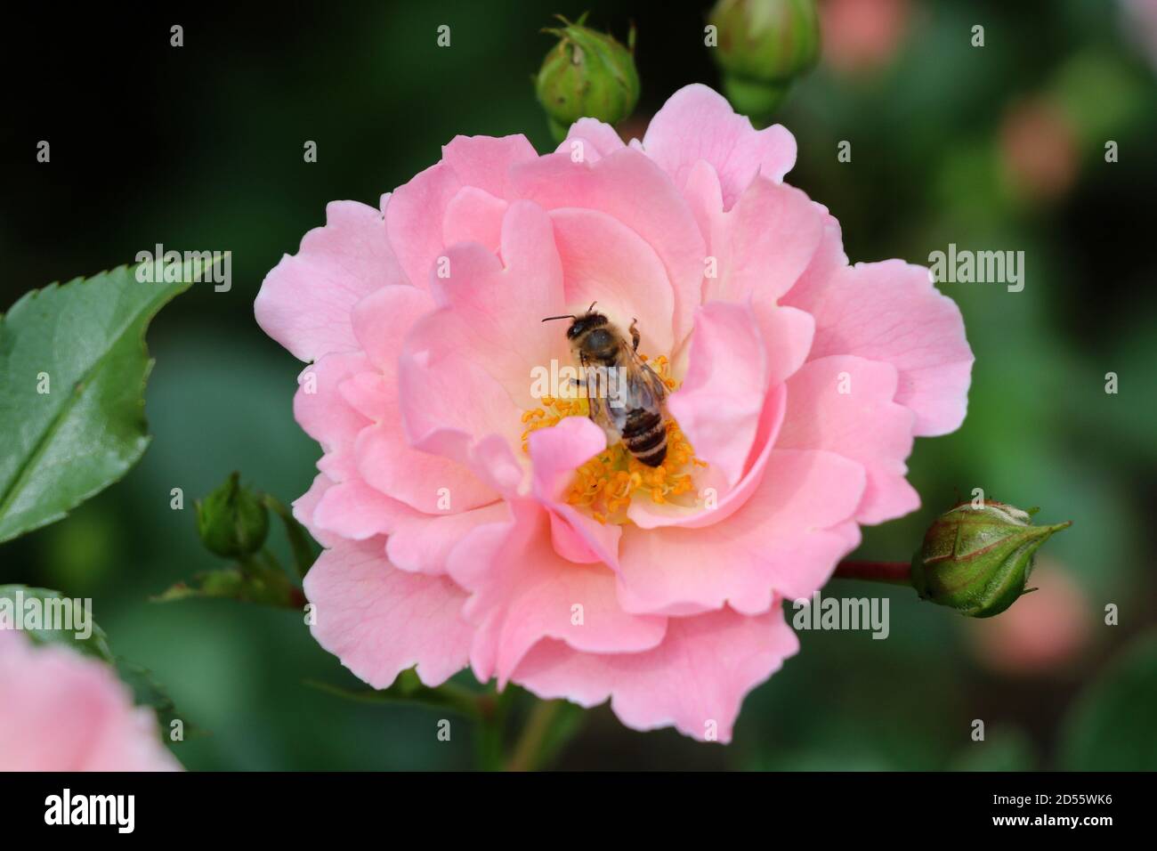 Rose in the wind hi-res stock photography and images - Alamy