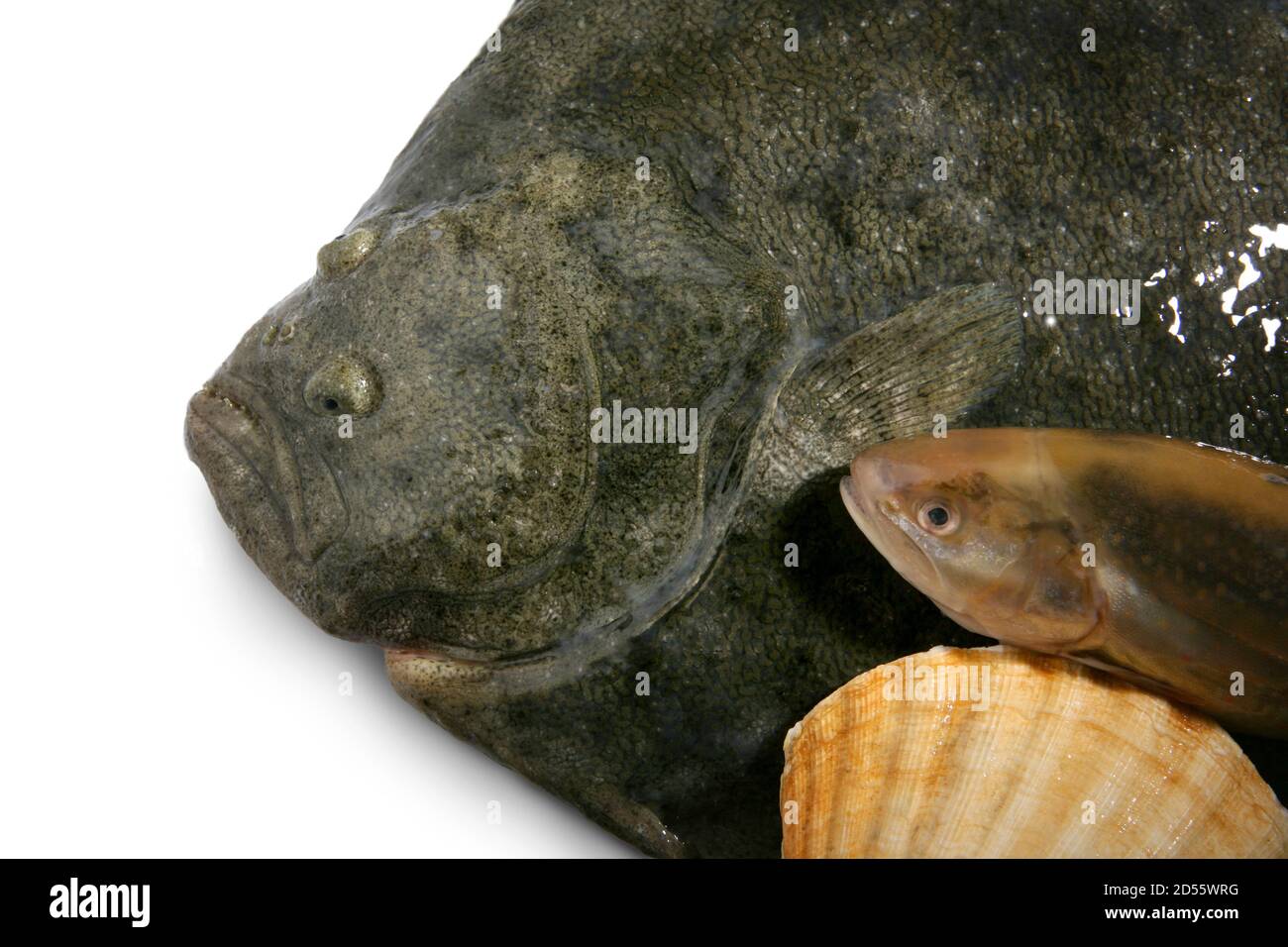 Fisch aus dem See und aus dem Meer. Steinbutt, Saibling und Muschel auf weissem Untergrund Stock ...