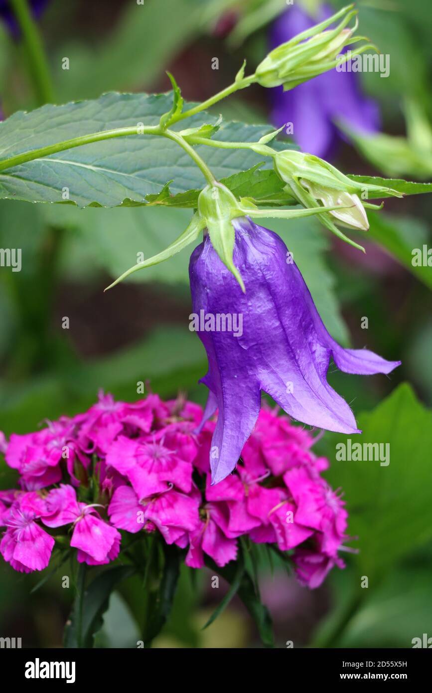 Purple bell flower hi-res stock photography and images - Alamy