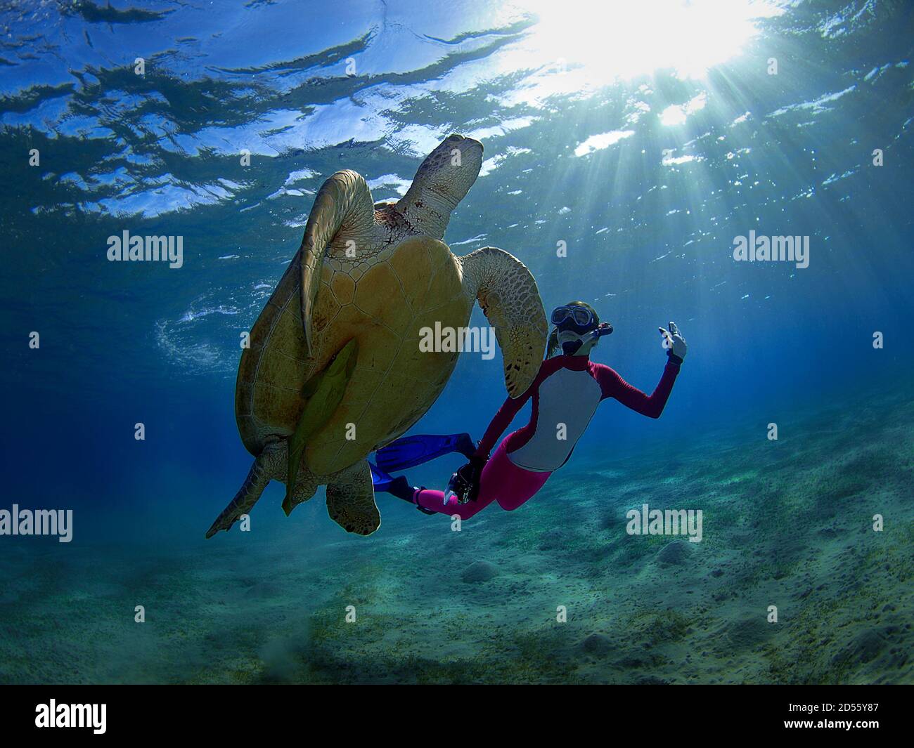 World sea turtle turtle underwater swimming hi-res stock photography ...