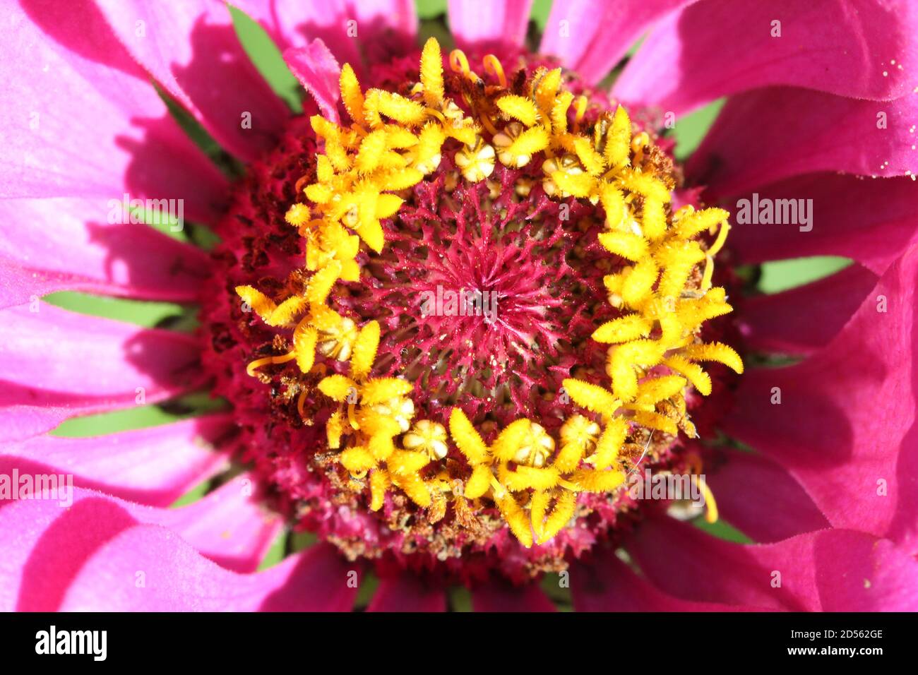 Zinnie hi-res stock photography and images - Alamy