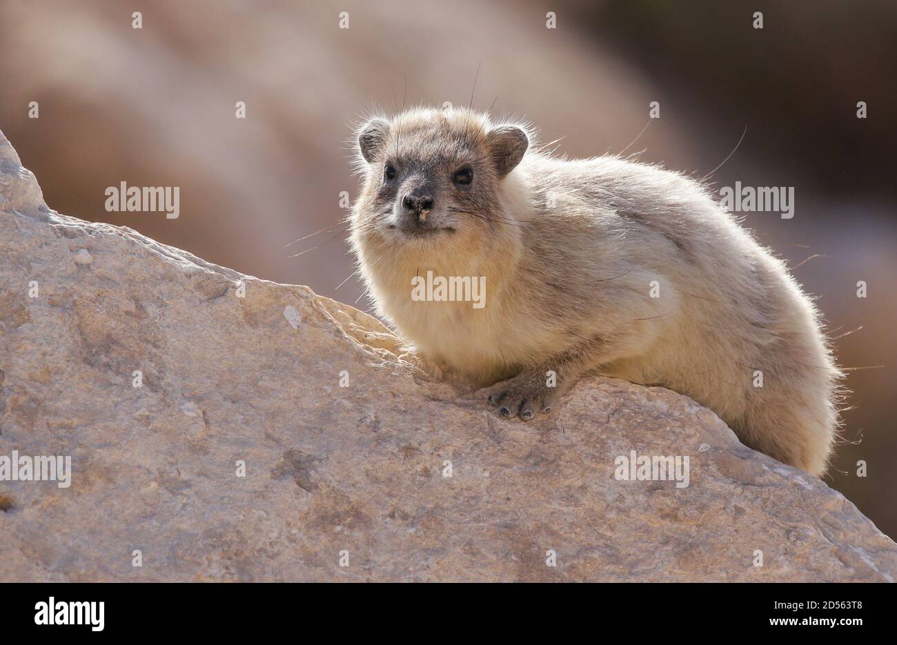 Rock Hyrax standing still on the ground (Procavia capensis). Selective ...