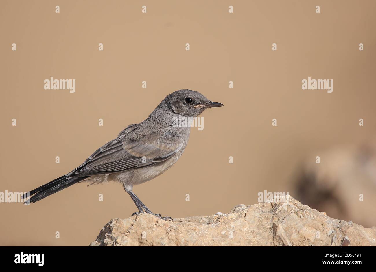 Black start hi-res stock photography and images - Alamy