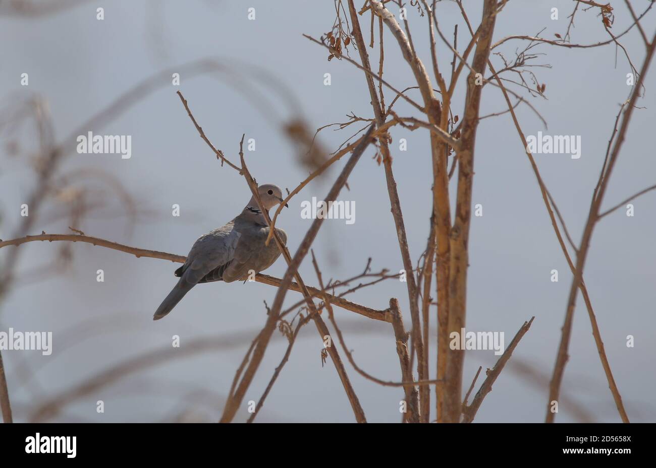 Barbary dove, ringed turtle dove, ringneck dove, ring-necked turtle ...