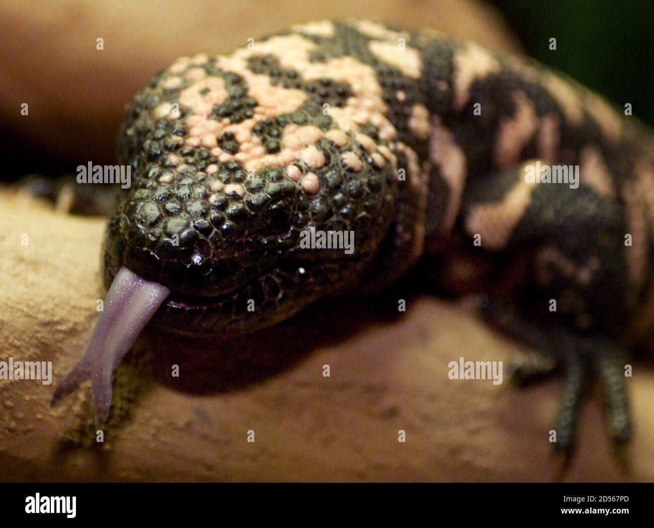 Gila monster tongue out hi-res stock photography and images - Alamy