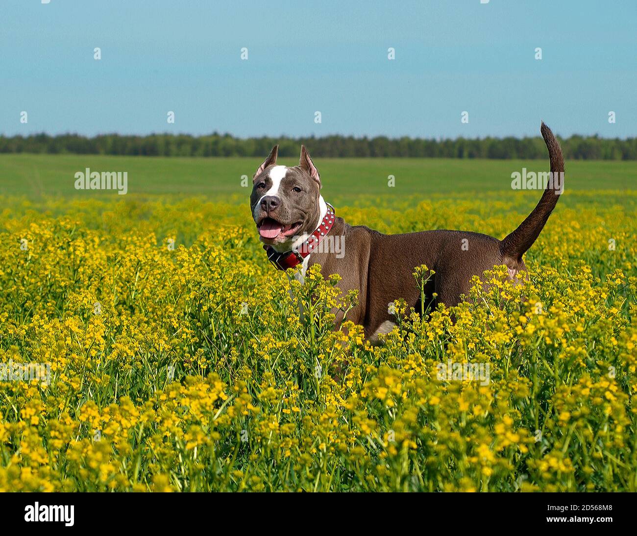 Americanstaffordshire terrier hi-res stock photography and images - Alamy
