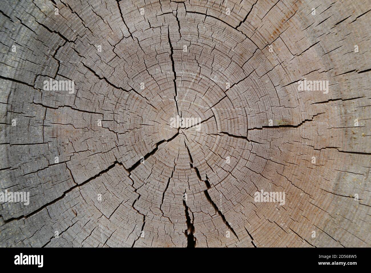Annual rings and cracks on a tree cut Stock Photo - Alamy