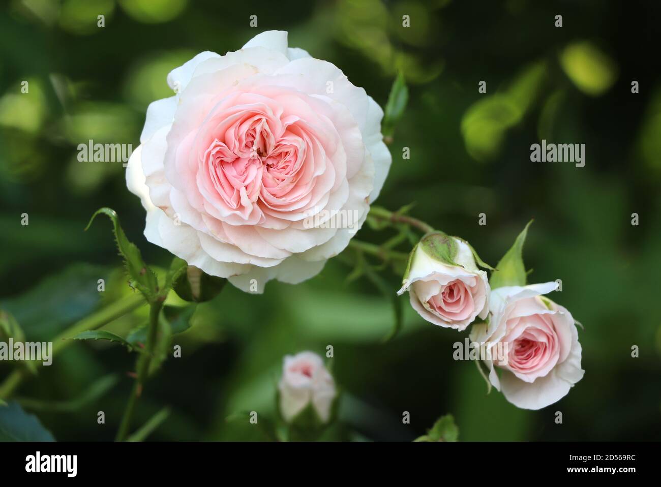pink rose Larissa in summer garden macro Stock Photo - Alamy