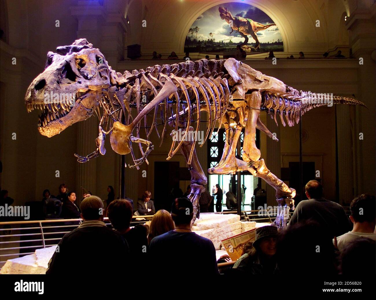 Sue tyrannosaurus rex field museum hi-res stock photography and images ...