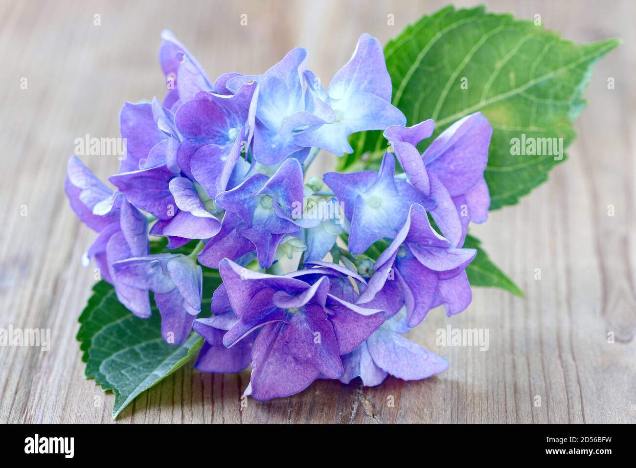 blue hydrangea flowers macro hydrangea macrophylla Stock Photo - Alamy