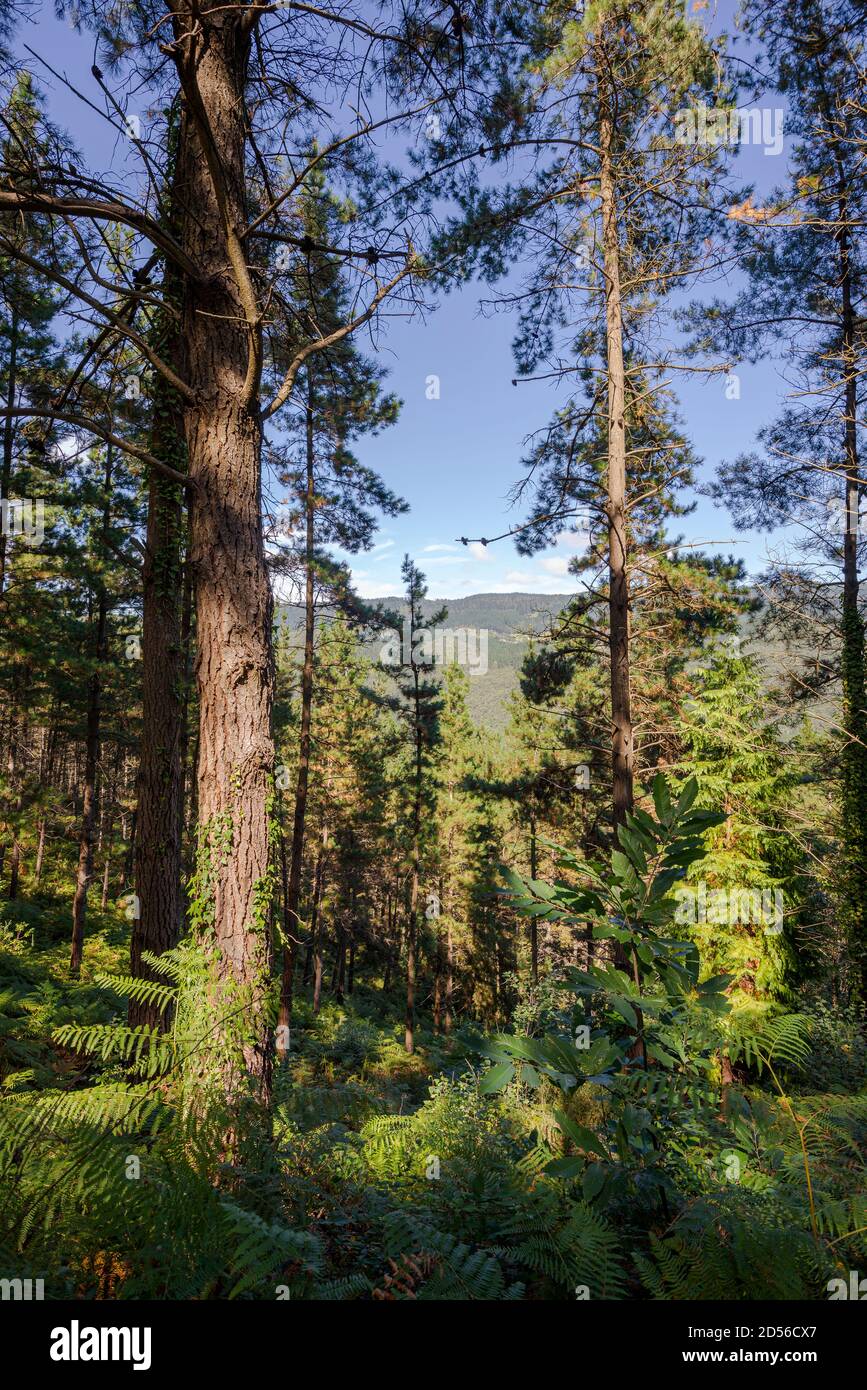 Forest of Monterey pine, Pinus radiata, in the Biosphere Reserve of ...