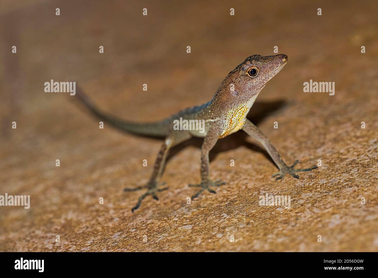 Anolis, Anole Lizard, Tropical Rainforest, Corcovado National Park, Osa ...