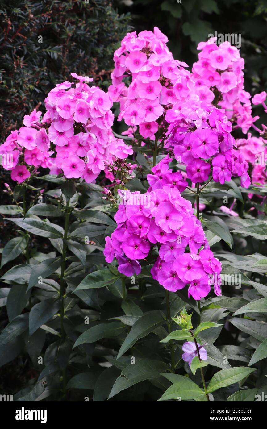 pink phlox paniculata in summer garden Stock Photo - Alamy
