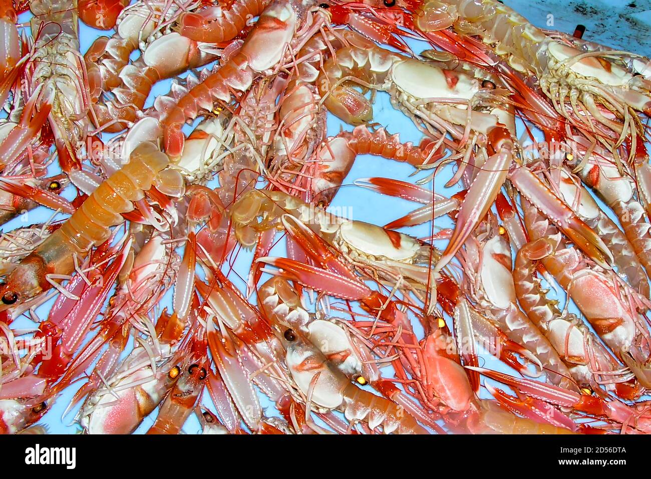 Norway Lobster, Dublib Bay Prawn, Recently Fished, Nephrops norvegicus ...