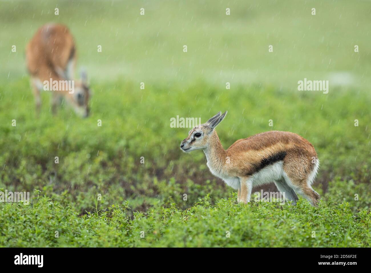 Cute Baby Gazelle