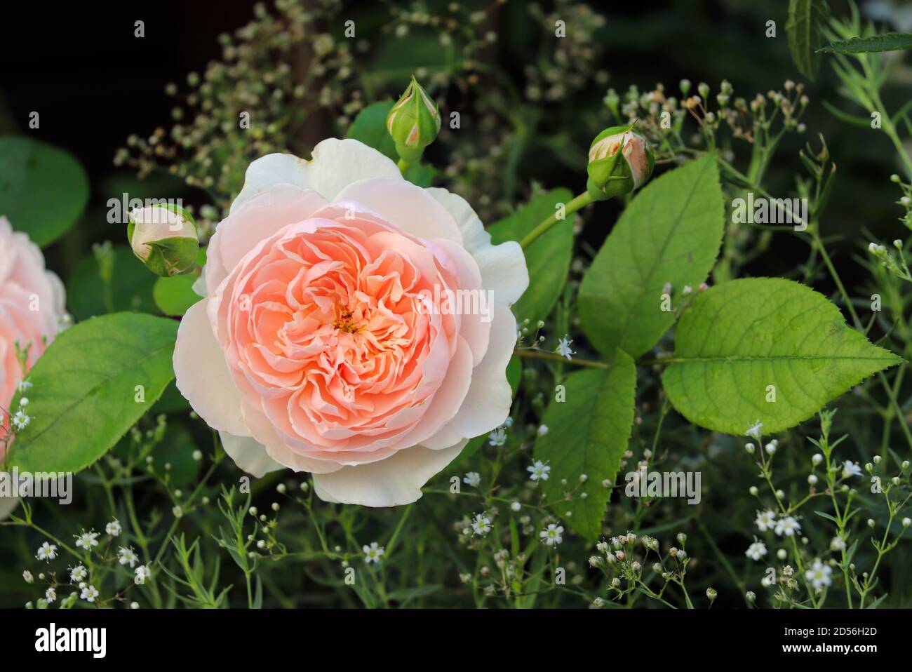 apricot english rose Wildeve in summer garden macro Stock Photo - Alamy