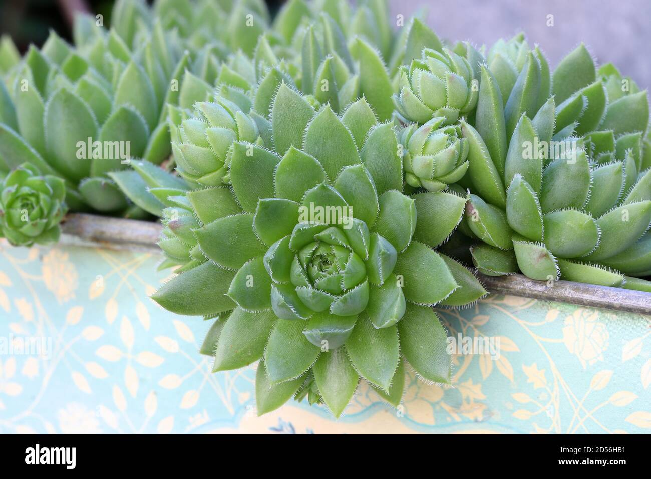 Green succulent flower hi-res stock photography and images - Alamy