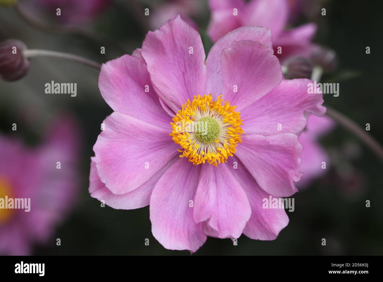 Anemone japonica pink hi-res stock photography and images - Alamy