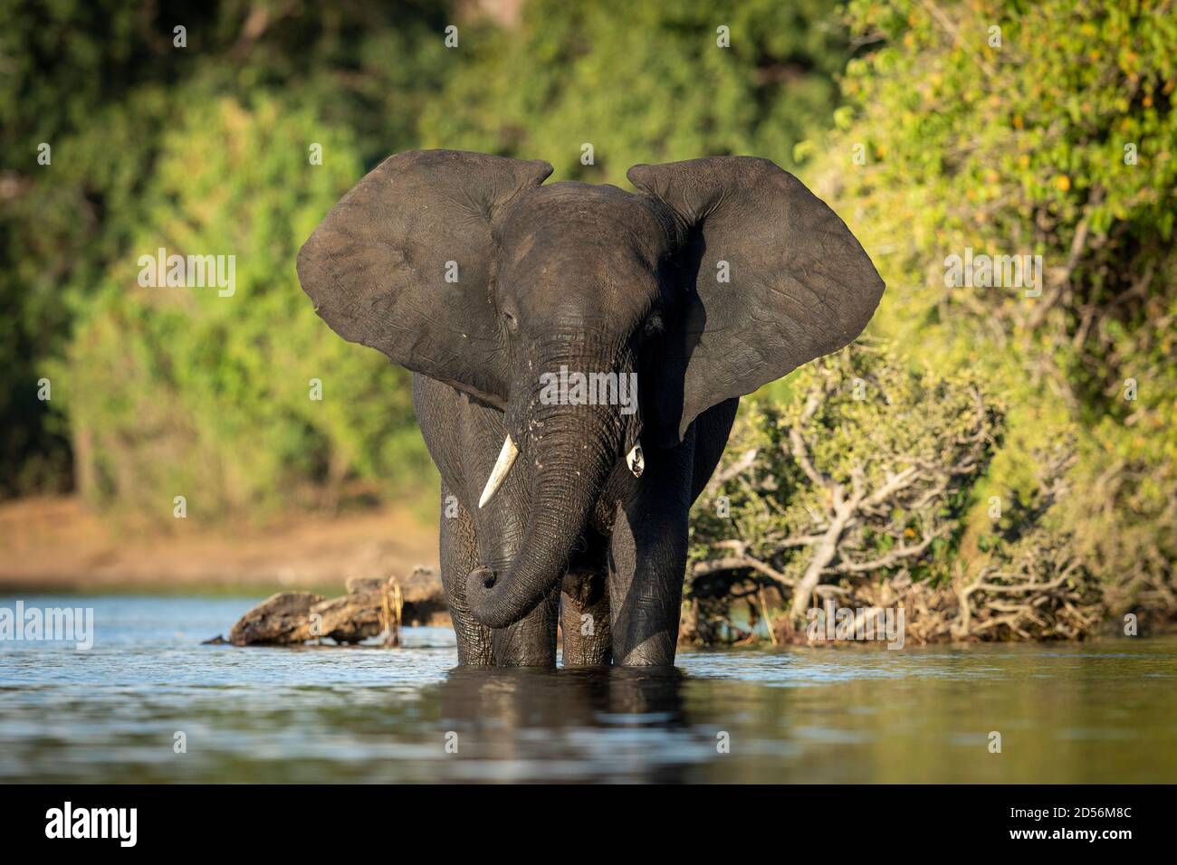 Female elephant standing in water in golden afternoon sunlight in Chobe ...