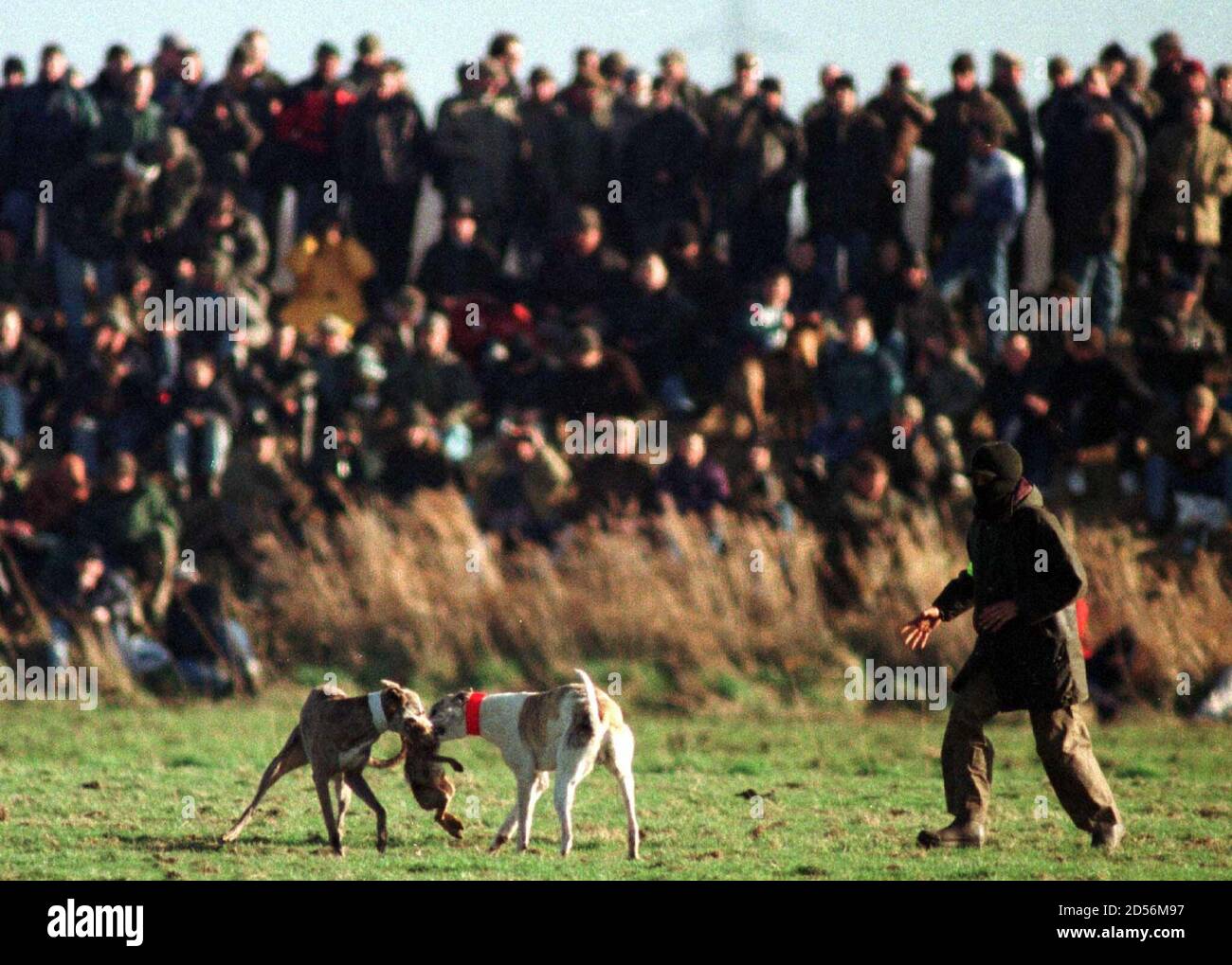 Coursing hounds hi-res stock photography and images - Alamy
