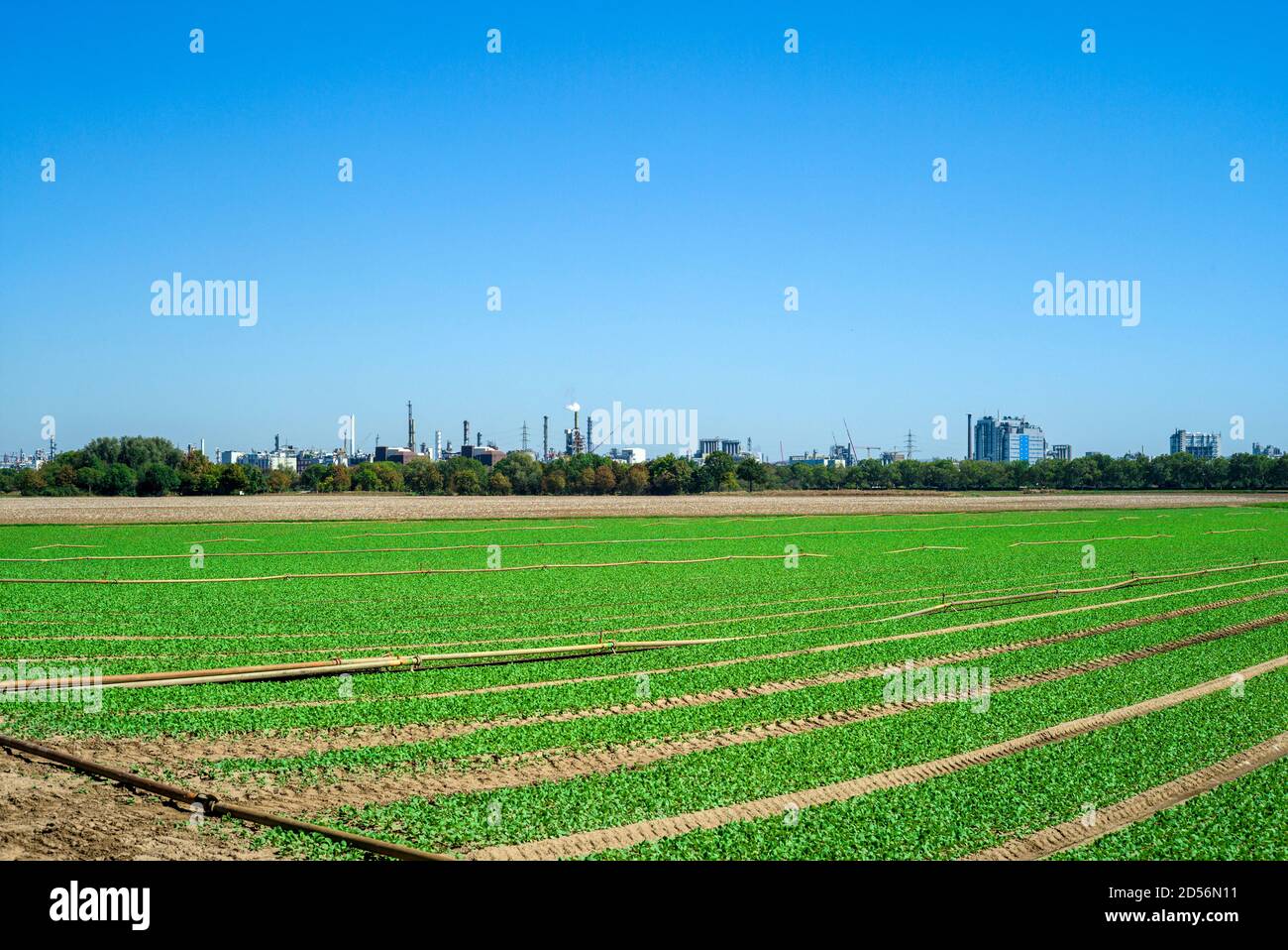 Lettuce field in Palatinate region Southern Germany Stock Photo - Alamy